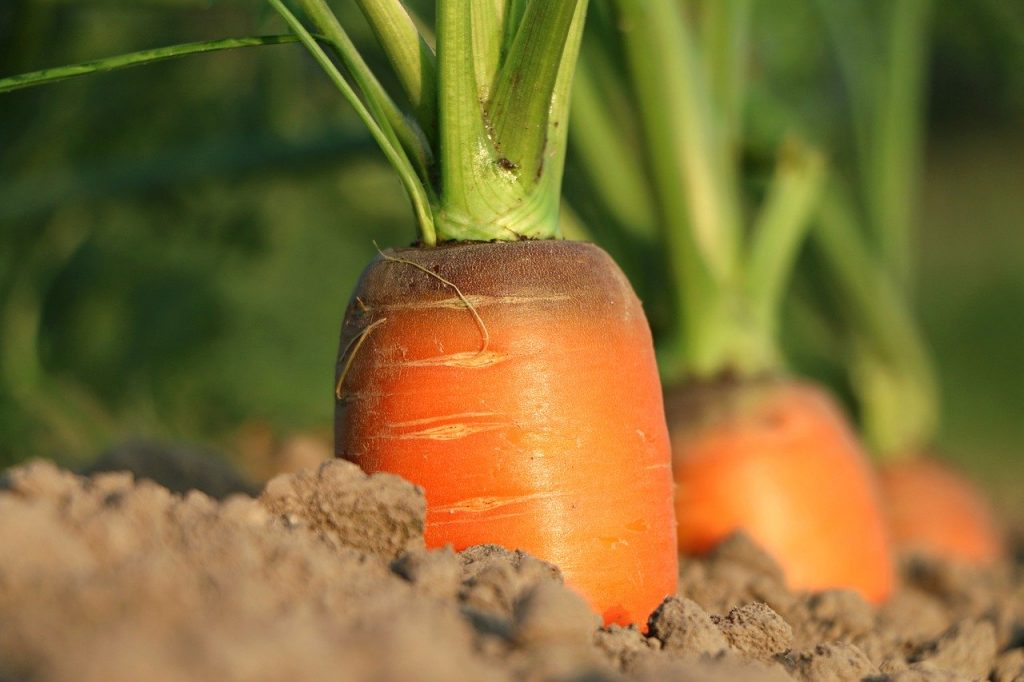Culture de carottes : la préparation du sol | VotreMachine.com